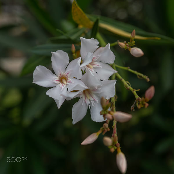 White Oleander Flower (Nerium oleander) 25_02 by Trefor Ellacott | 500px