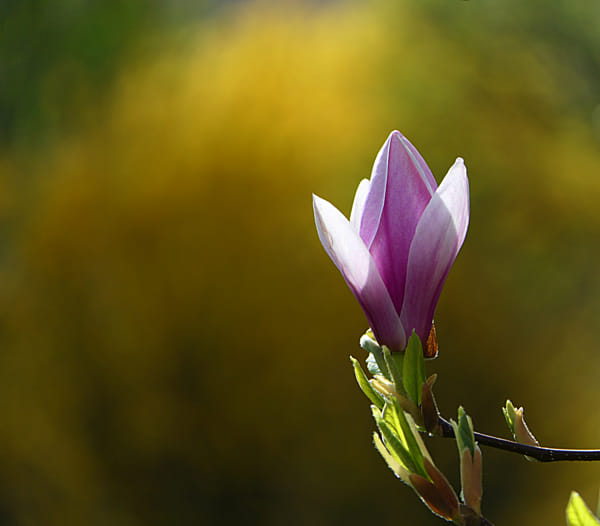 Delicate Magnolia Bloom in Soft Light | nature photo by Richard Göppel ...