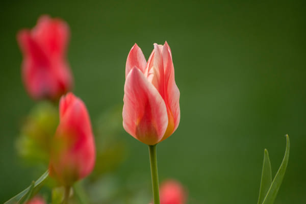 a new toy by Ruslan Lobanov | 500px