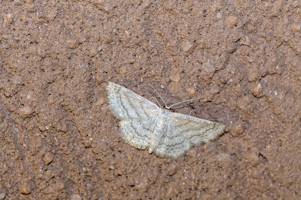 Soft-lined Wave Moth (Scopula inductata) by Robert Kramer | 500px