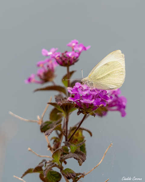 Liquid afternoon by john spies | 500px