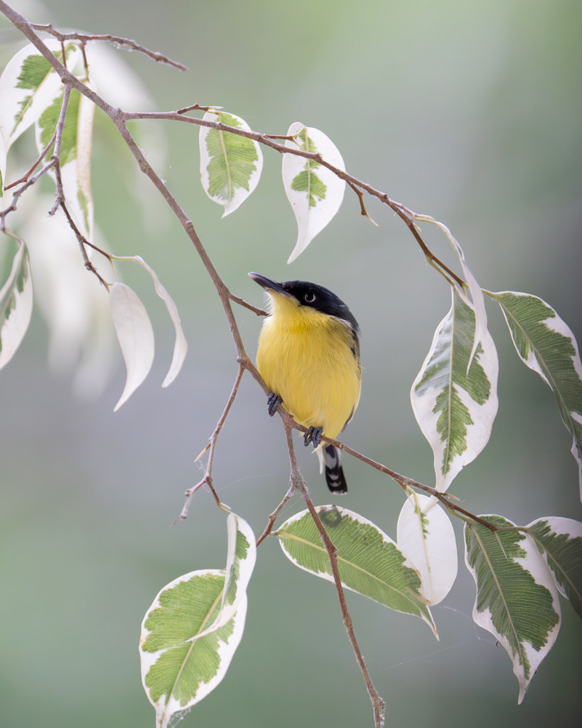 Common Tody-Flycatcher by Mikel Hernández Salazar | 500px