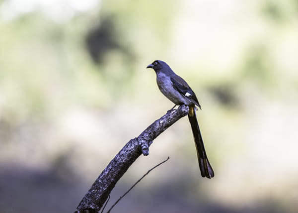 Birds of India: Himalayan Treepie ... by Bijan Choudhury | 500px