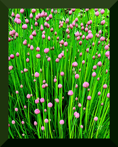 Vibrant Chives with Pink Buds | nature photo by Jim Lindsey | 500px