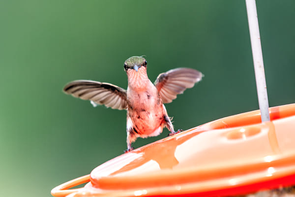 Ruby-throated Hummingbird by Robert Kramer | 500px