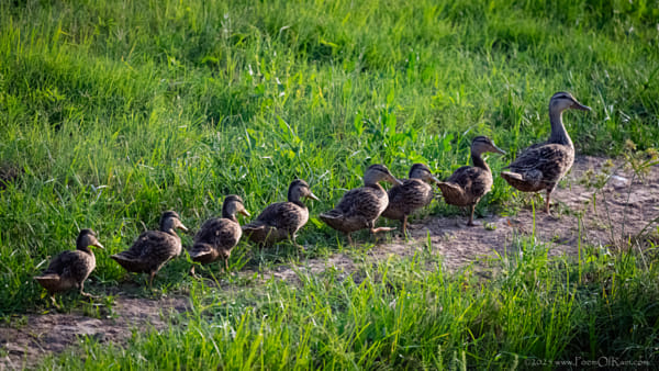 Get the Ducks in a Row by SillyShen | 500px