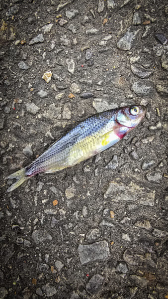 Single Fish Lying on a Textured Asphalt Surface, showcasing its scales ...