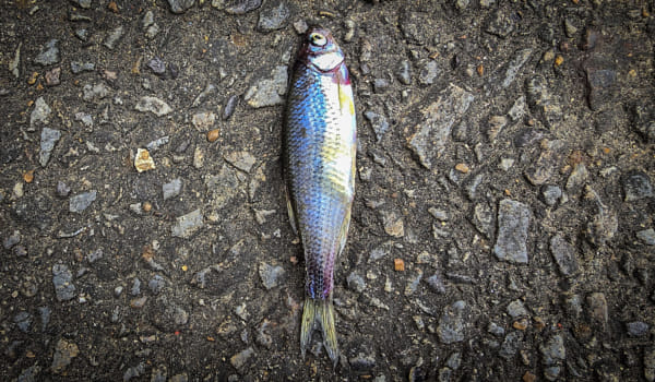 Single Fish Lying on a Textured Asphalt Surface, showcasing its scales ...