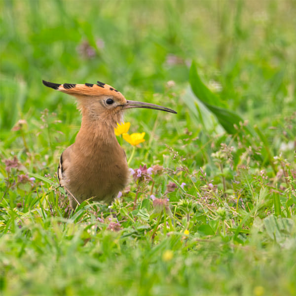 Huppe by Christian DESBORDES | 500px