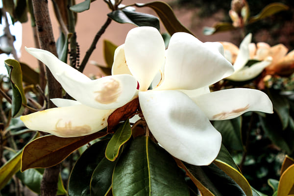 MAGNOLIA by Jorge Dorantes Gonzalez | 500px