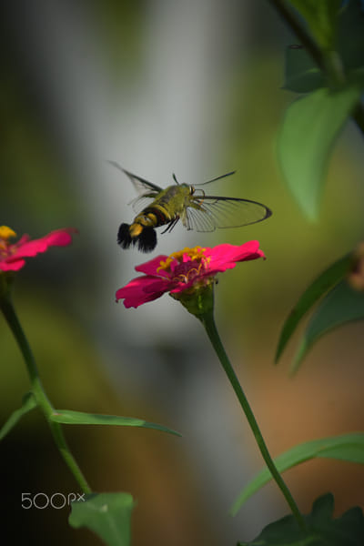 Flyaway Flying Lobster Moth by Anas Badrunasar | 500px