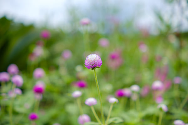 Single Gomphrena Bloom Standing Out in a Summer Field by Kazutaka | 500px