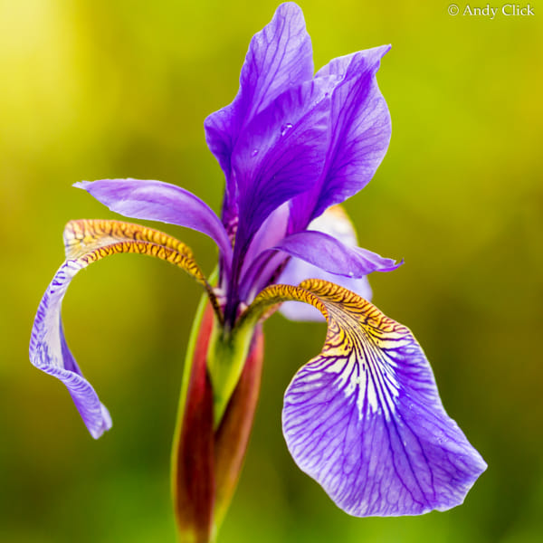 Iridescent iris by Andy Click | 500px