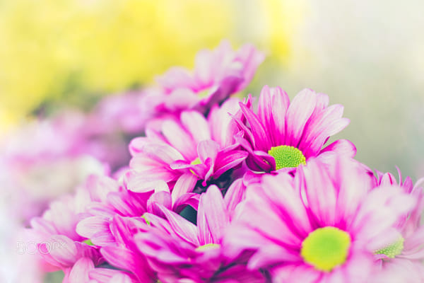 Fresh Blossom Detail by Ocean Young | 500px