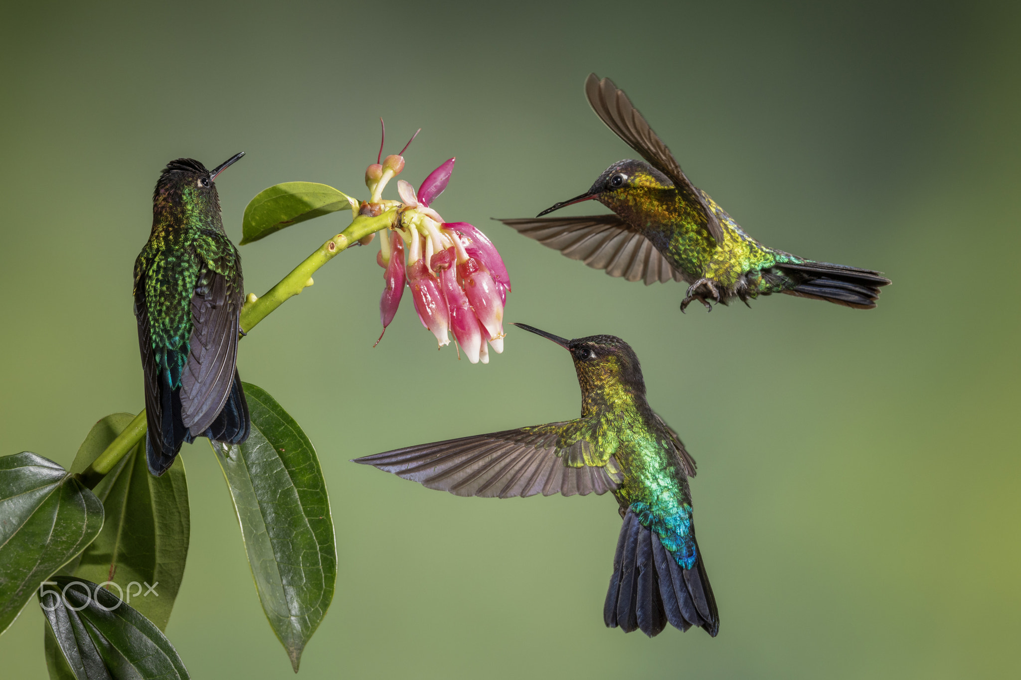 Talamanca Hummingbirds by Frank Dobrushken | 500px