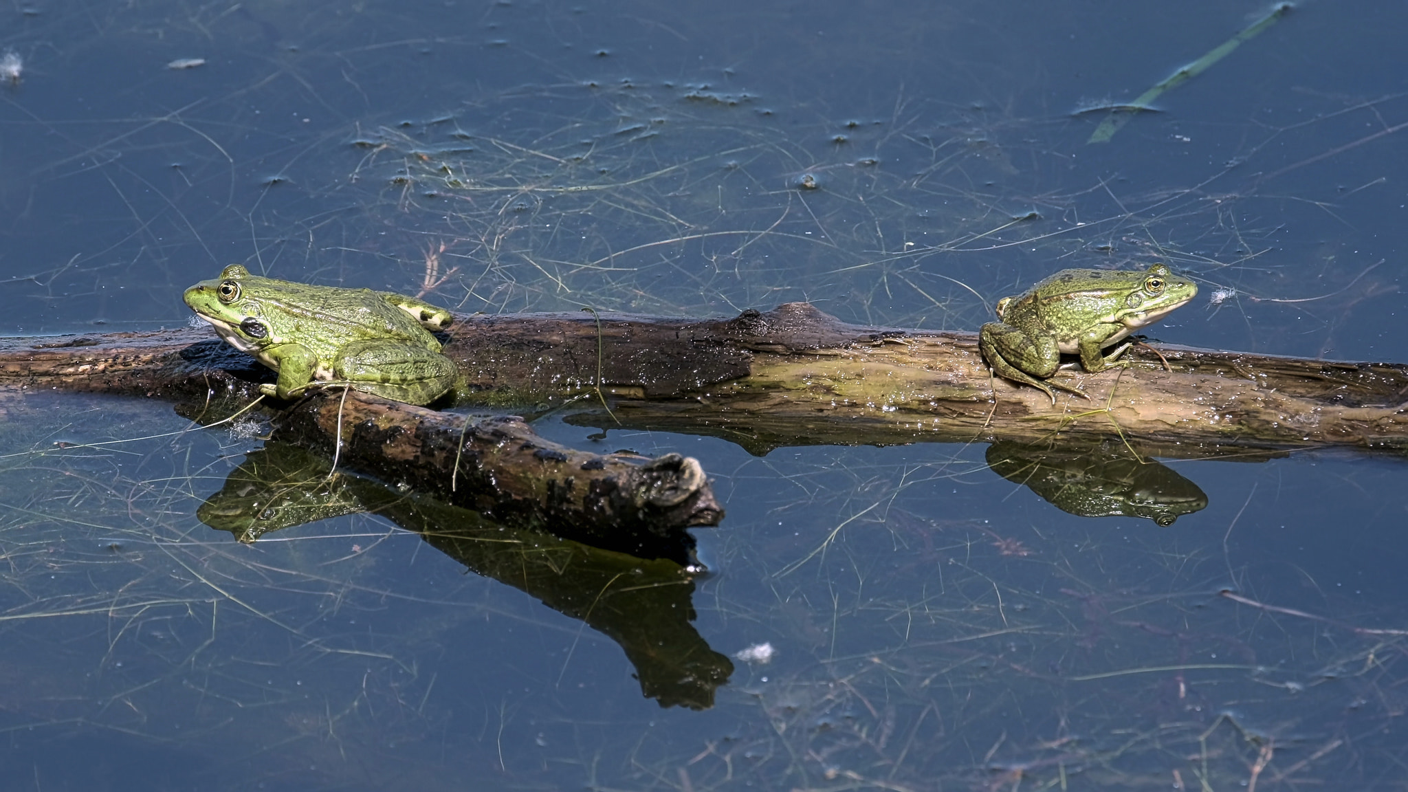 Grenouilles by Jean Paul Delque | 500px