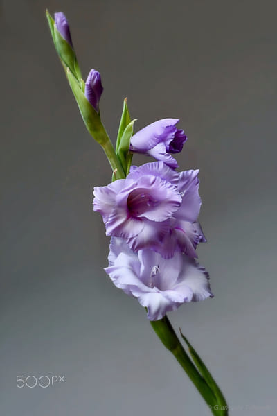 Flowers-Gladiolus (0065) CPXF_25.05.30 by Giancarlo Tofanelli | 500px