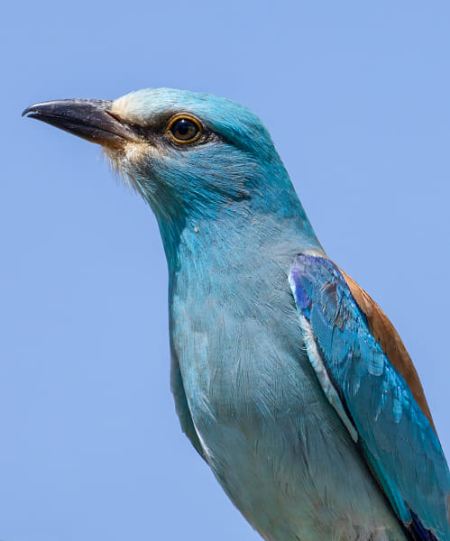 What a bird with amazing pastel blue tones! by Mert Şahin | 500px