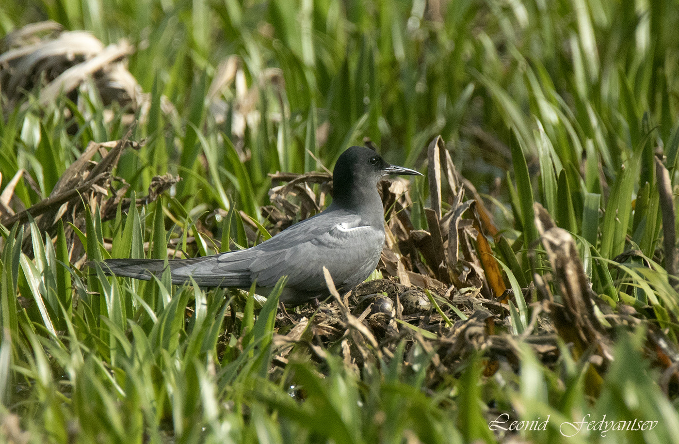 Nesting Time For Black Tern By Leonid Fedyantsev 500px