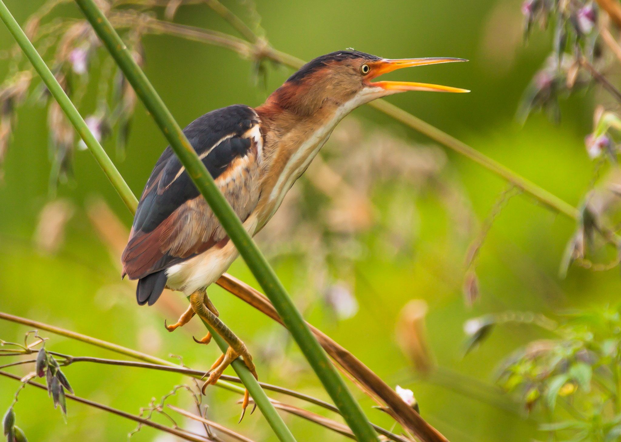 Least Bittern Calling Mate by J Baker | 500px