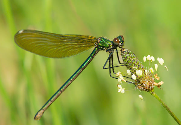 Libellule by Christian DESBORDES | 500px