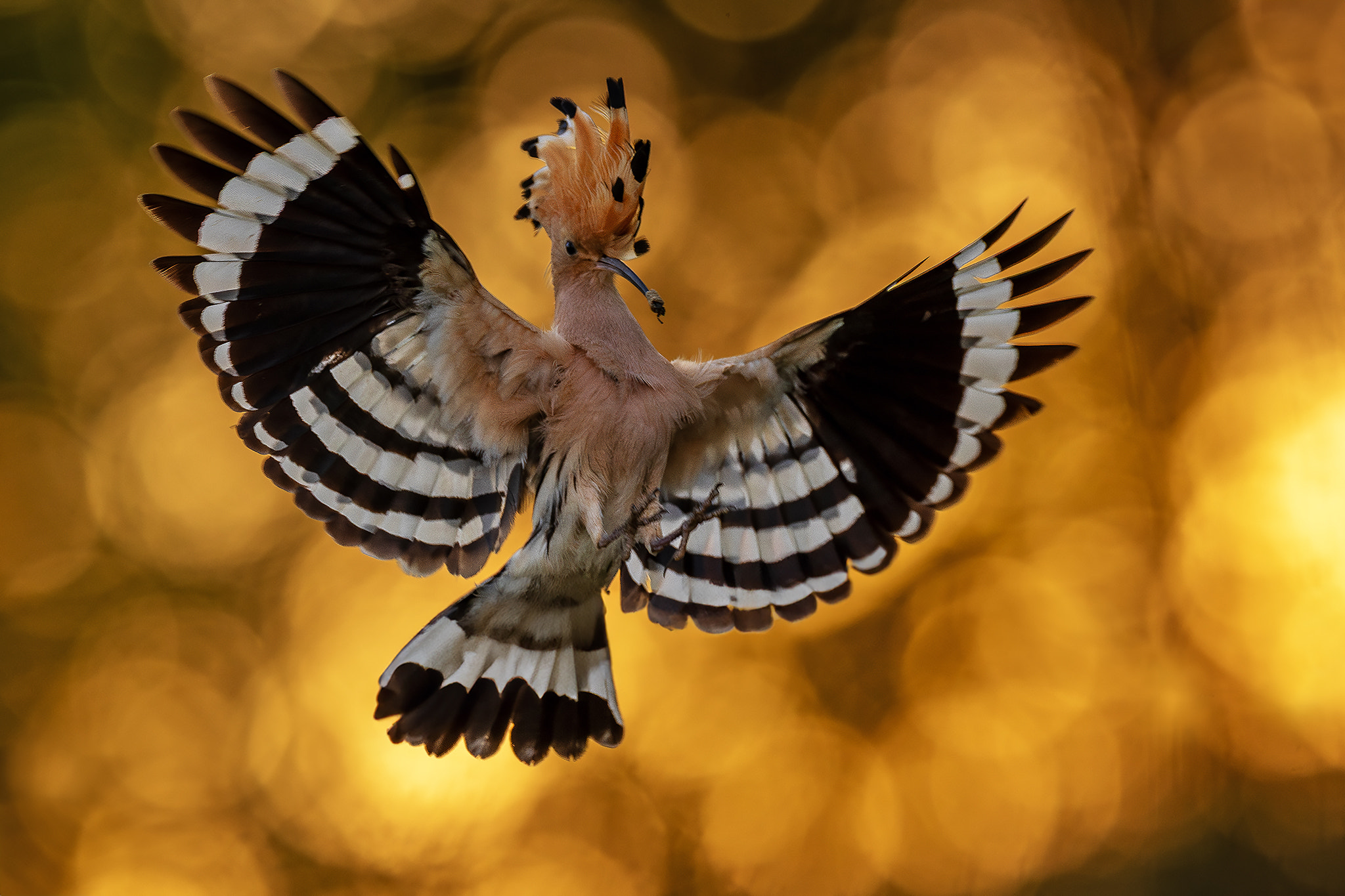 An Angel by Marcin Nawrocki | 500px