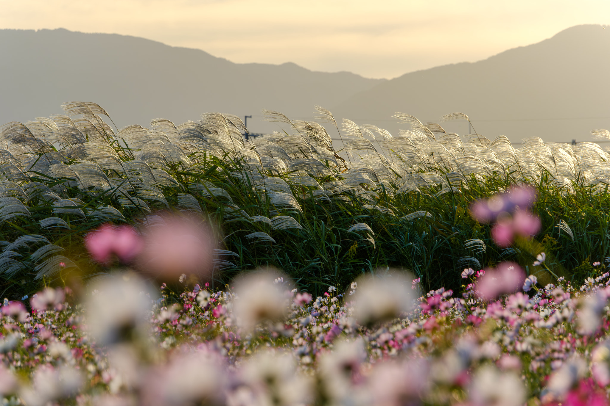 Silver Grass Reeds Swaying Behind a Field of Cosmos at Sunset by ...