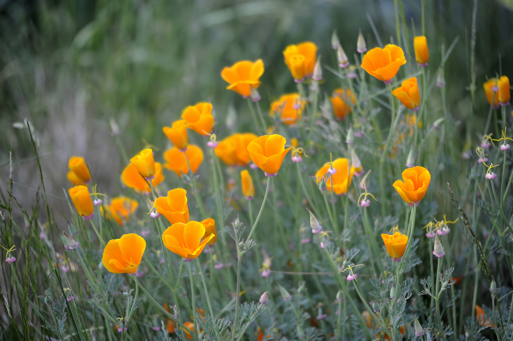 Eschscholzia californica... by Pavel Stephanovich | 500px