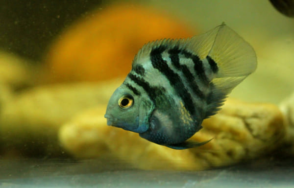 Blue Parrot Cichlid by Ashraf Siddiqui (Sasha) | 500px