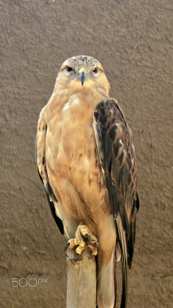 A stunning front-side portrait capture- falcon by Mohamed Arafath | 500px