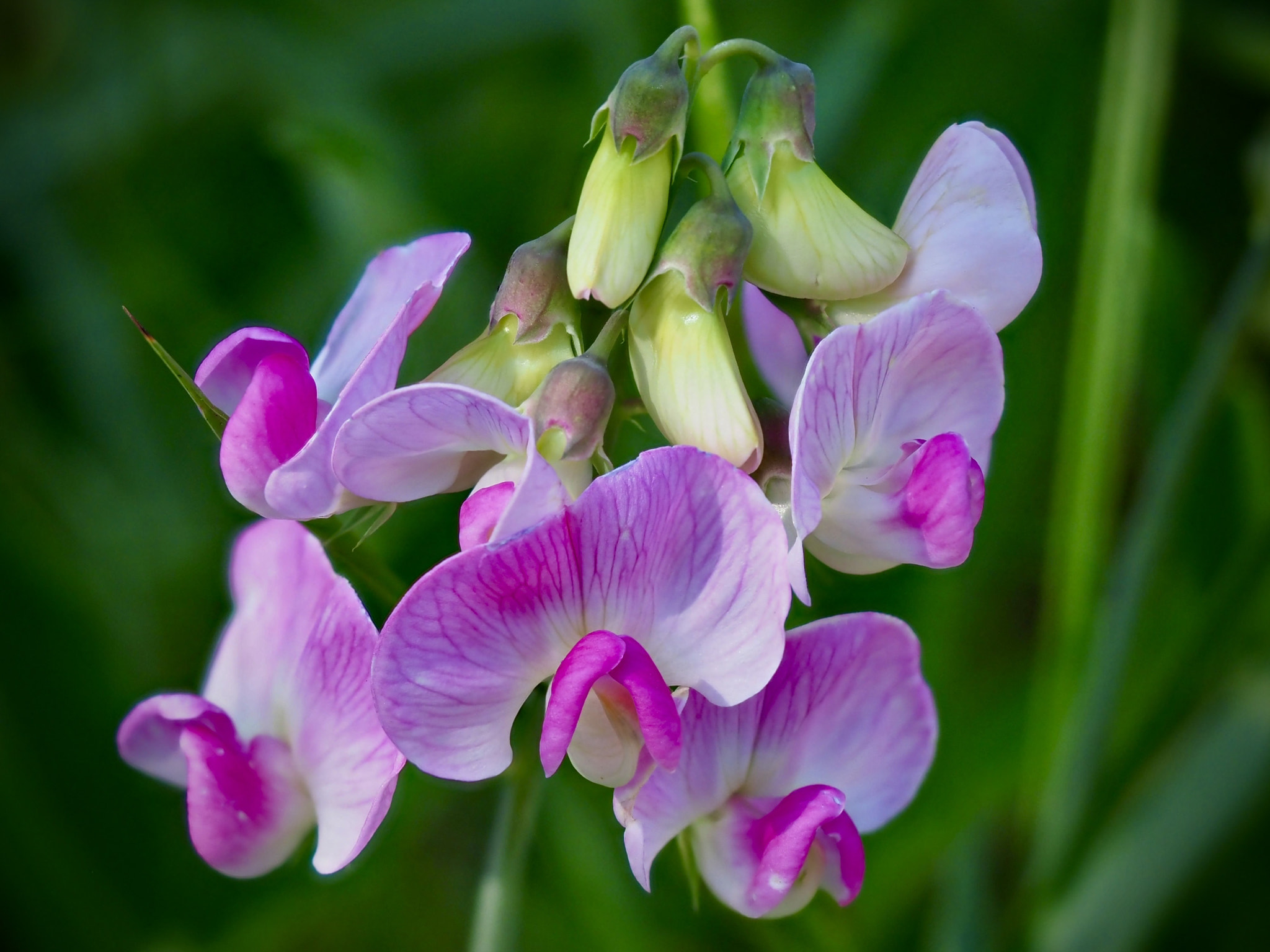 Sweet pea flowers … by Bill Cowles | 500px