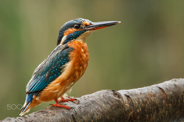 Kingfisher by Nigel Dell | 500px
