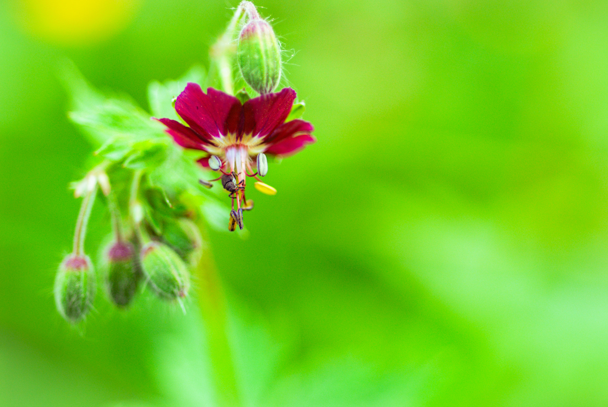 Crimson Bloom and the Curious Ant by Alexander Bondarenko | 500px