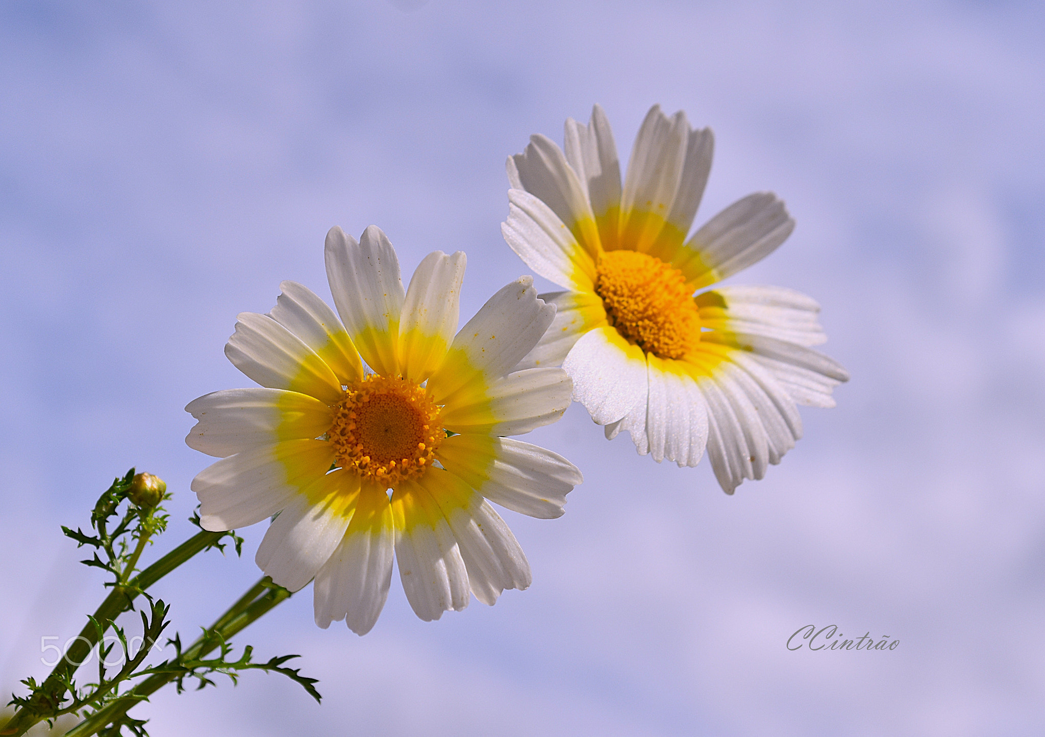 Malmequer. by Celeste Cintrao | 500px