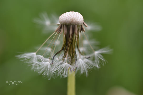 Dandelion No; 2 by Patrick Smith | 500px