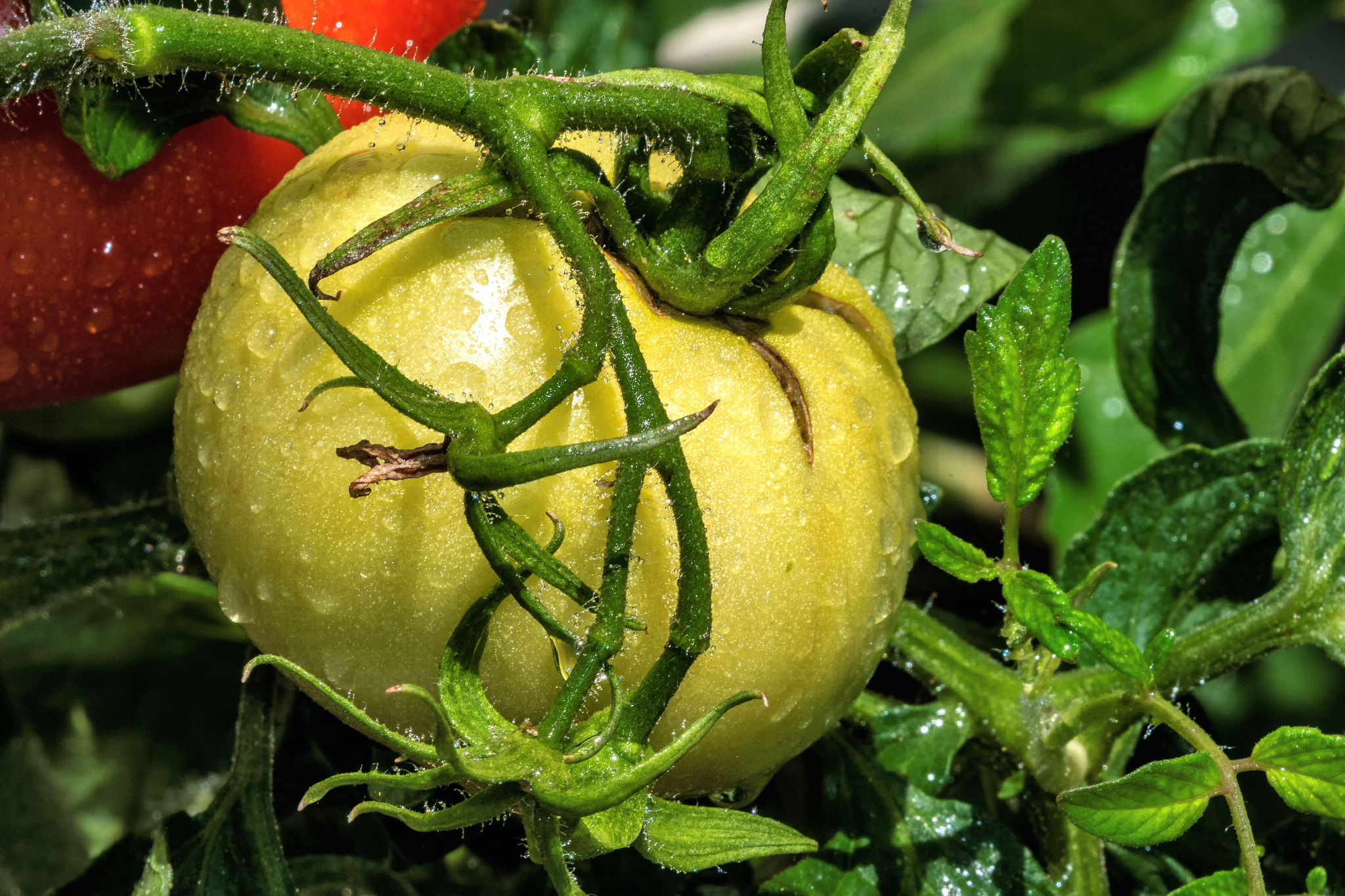Tomato On The Vine by Robert Kramer | 500px