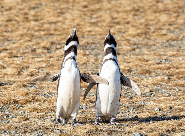 Two penguins singing by Matthew Swinden | 500px
