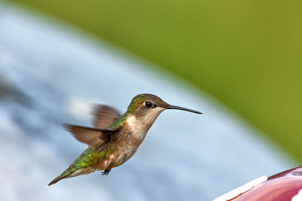 Ruby-throated Hummingbird In Flight by Robert Kramer | 500px
