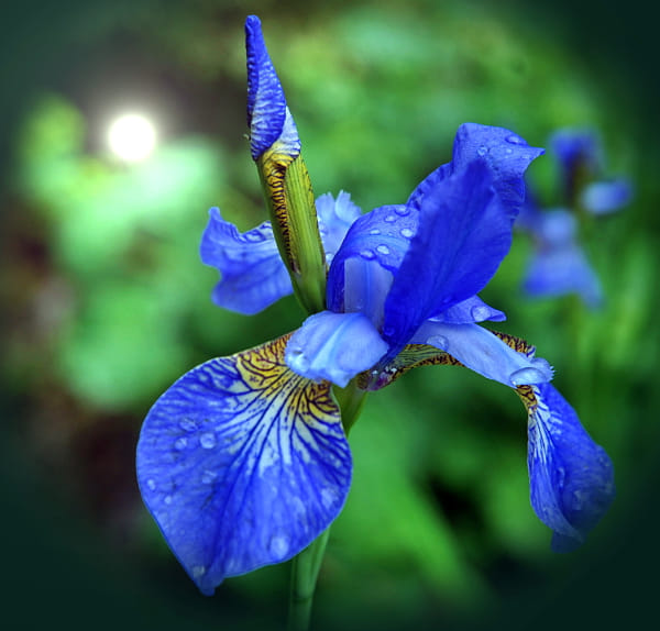 BLUE (441) by Hans-Joachim Scharpf | 500px