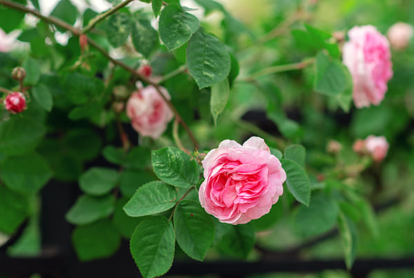 Close-up of pink rose by Andrei Bulatov | 500px
