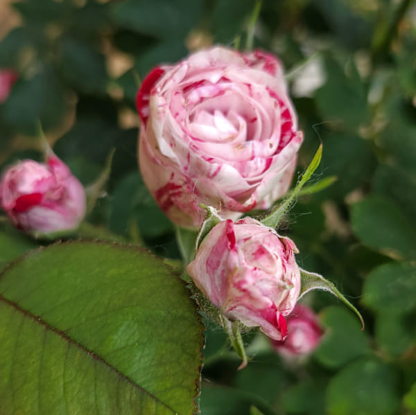 Garden Roses by Myra Gadd | 500px