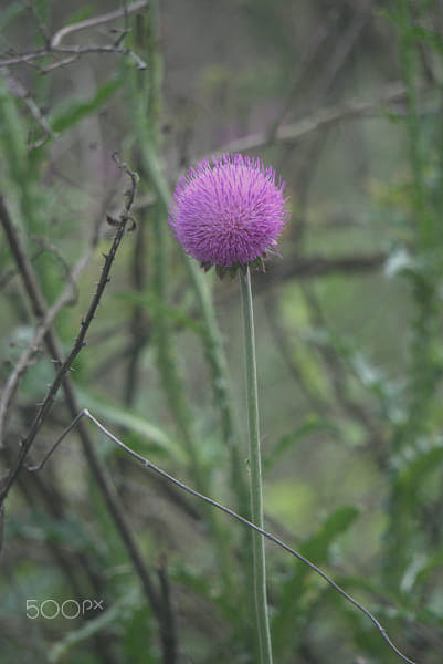 wild flower by Victor Rivera | 500px