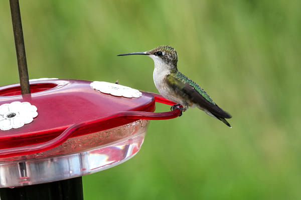 Close-up of a Ruby-throated Hummingbird perching on feeder by Robert ...