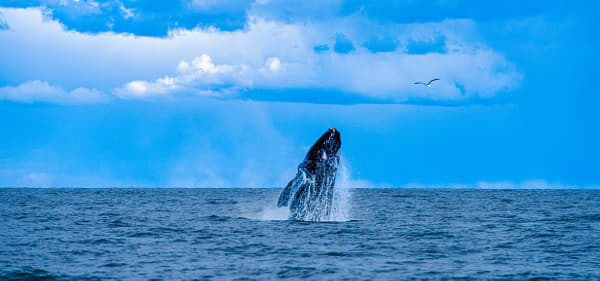 Whale by Murilo Do Rego Lins | 500px