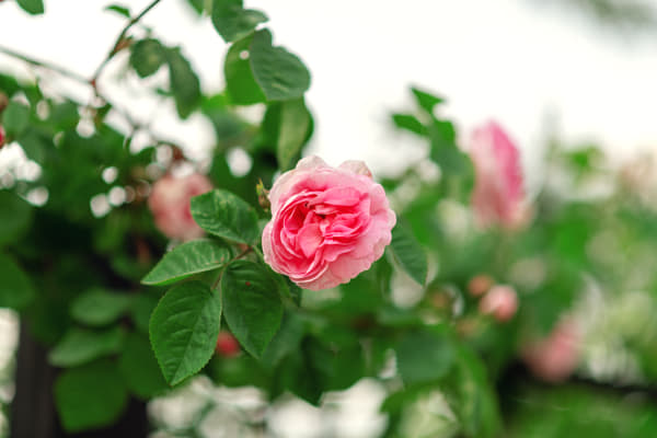 Close-up of pink rose by Andrei Bulatov | 500px
