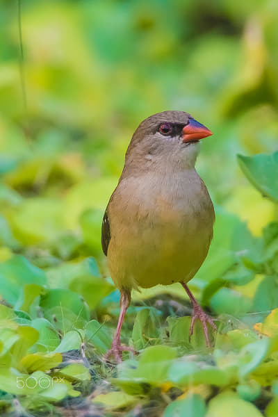 Red avadavat (Female) by MD.Rizwanul Shams Chowdhury | 500px