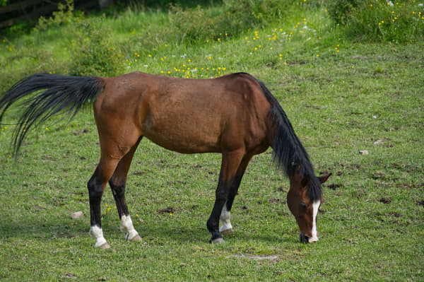 Los Cavallos by Konrad Locher | 500px