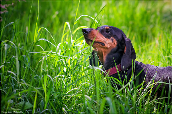 "Lucy the smiling Dachshund" by Jürgen Jopke | 500px