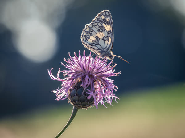 Chess board butterfly by Andreas Krinke | 500px