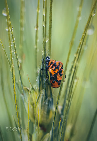 Close-up of Asian ladybug on grain stalk by PJFry | 500px